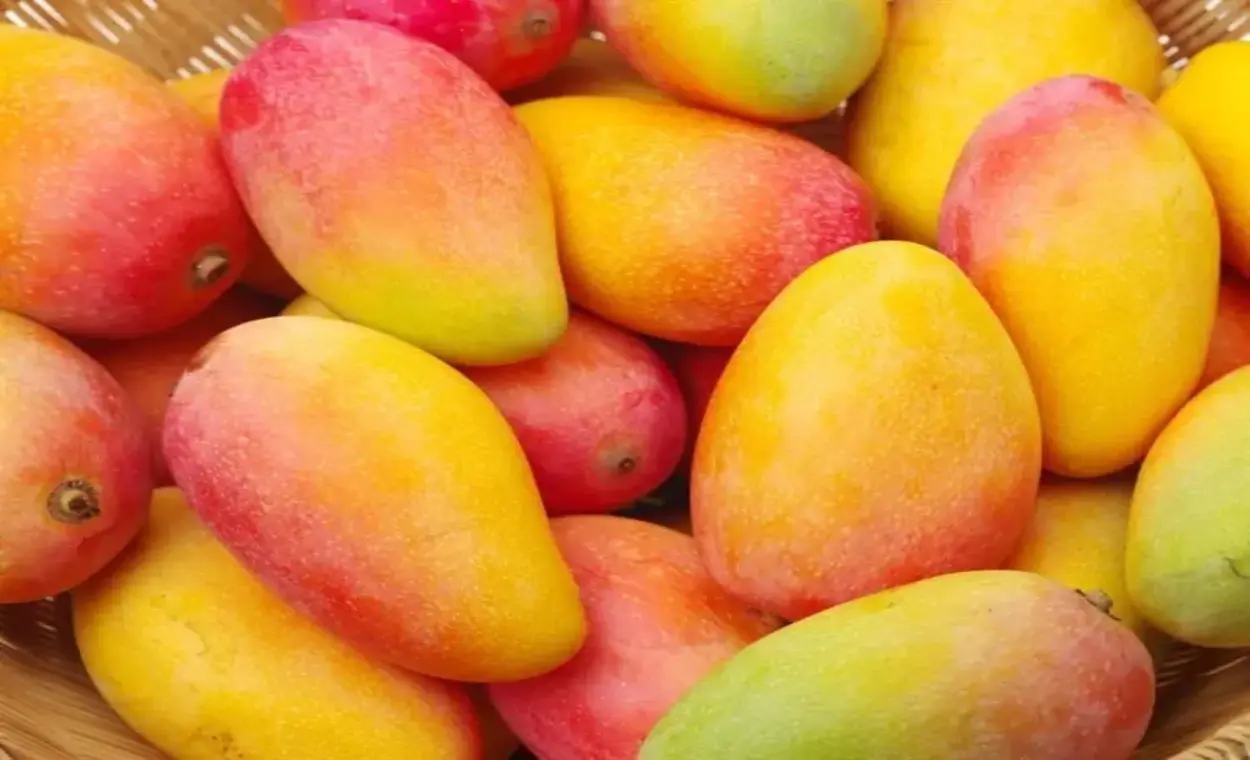 Health Benefits of Mango: Nature's Nutrient-Rich Delight - Health Benefits